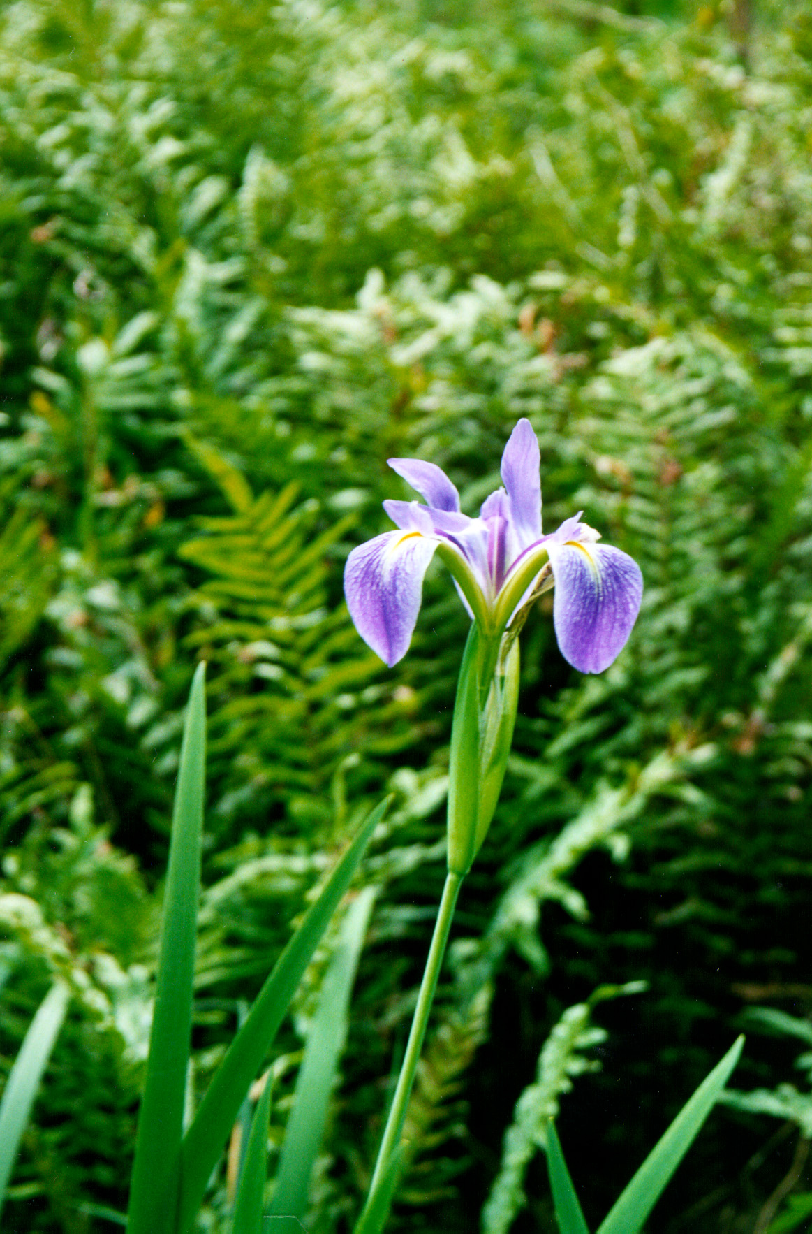 Purple Flower – Miller Legg