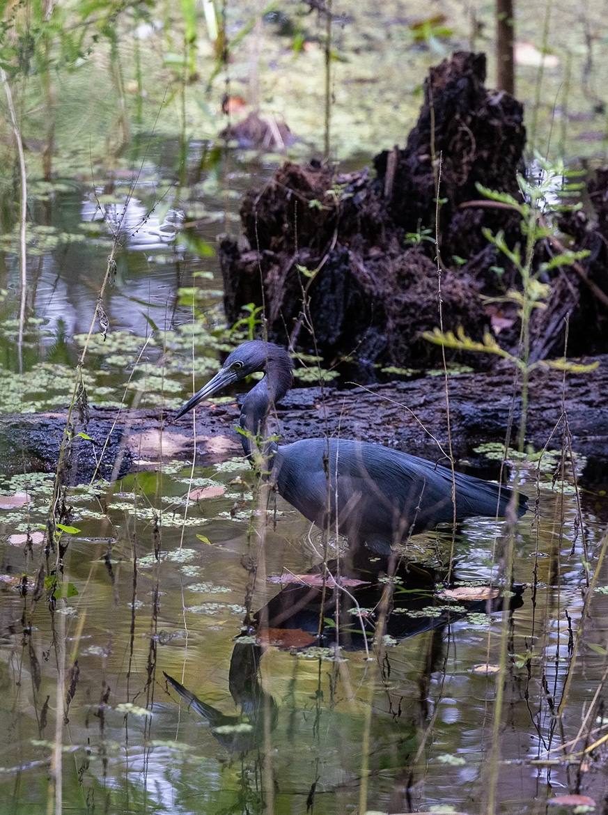 Seminole County Wilderness Areas – Miller Legg