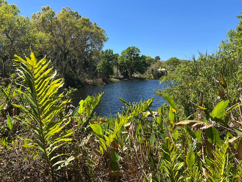 DJ Wilcox Area Boardwalk, Trails, & Observation Tower – Miller Legg