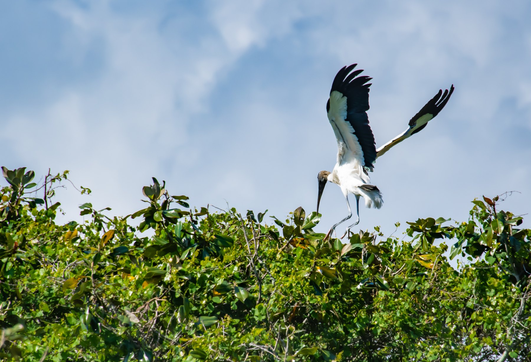 Officials to Propose Removing Wood Storks from Endangered Species List ...